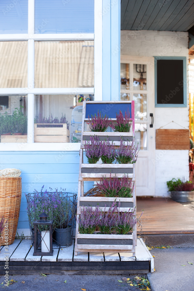 Blooming violet heather Calluna vulgaris in pot on verande. Flower shop ...