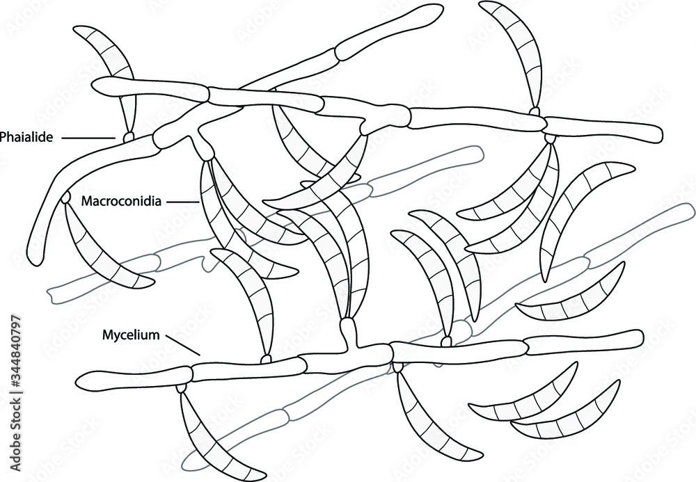 Structure of Fusarium Stock Vector | Adobe Stock
