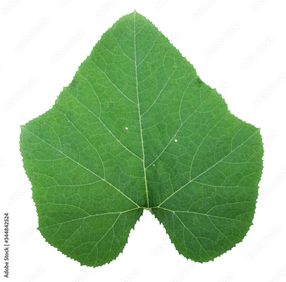 Vegetable, Bunch of Ivy Gourd Leaves Isolated on White Background ...