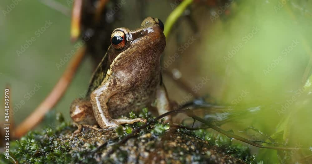 Common Southeast Asian Tree Frog - Polypedates leucomystax, species in ...
