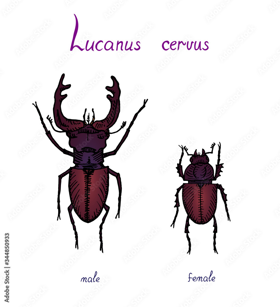 Lucanus cervus, stag beetle (family Lucanidae) male and female sexual ...