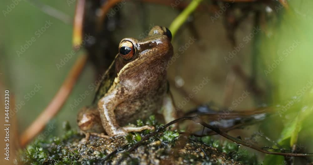 Common Southeast Asian Tree Frog - Polypedates leucomystax, species in ...