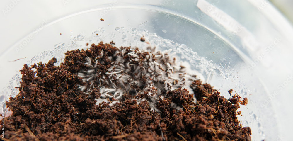 mushroom cultivation at home. Colonization of the substrate with ...