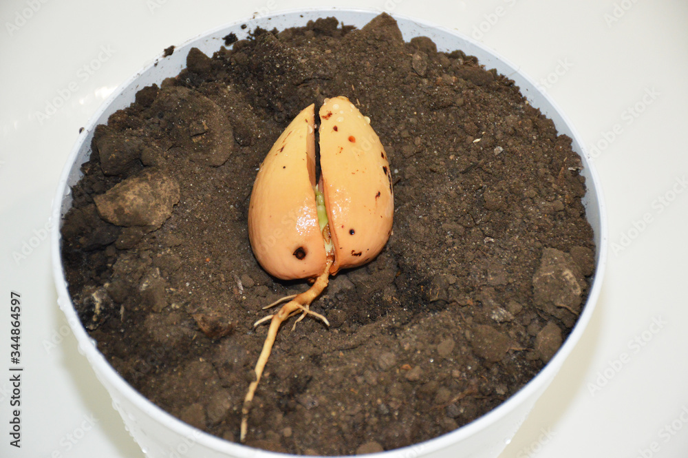 germinated avocado seed with root is ready for planting. the bone lies ...