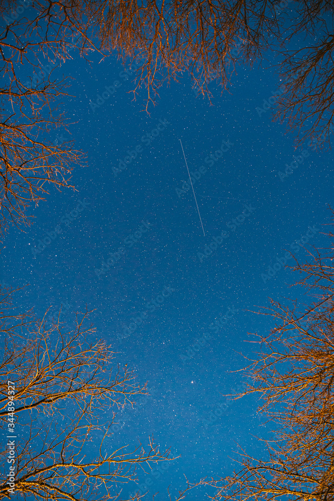 Night Sky Stars Above Oak Trees Branches In Early Spring. Natural ...