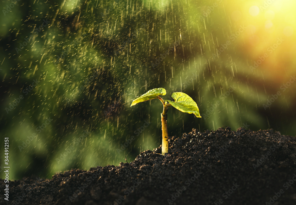 Green seedling growing on the ground in the rain. Concept of the save ...