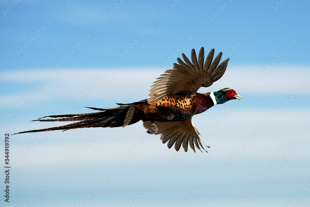 Ringed-neck Pheasant Rooster - Flight Stock Photo | Adobe Stock