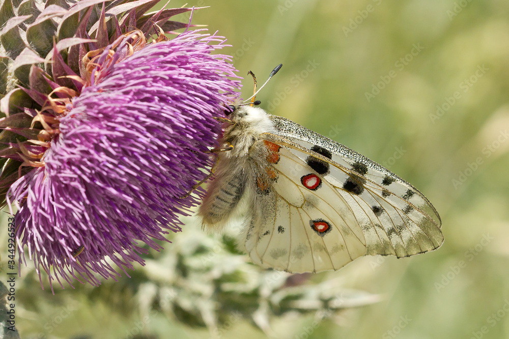 Mariposa apolo (Parnassius apollo), mariposa de montaña posada sobre el ...