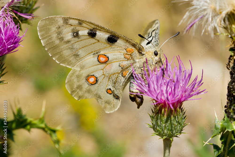 Foto de Apolo (Parnassius apollo), mariposa de color blanca con ocelos ...