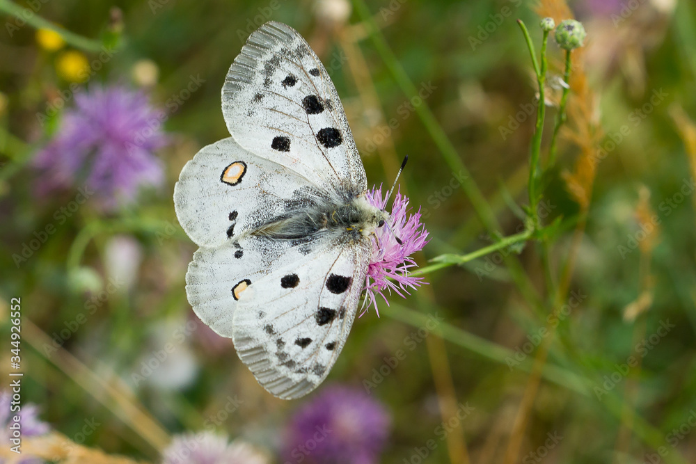 La Apolo (Parnassius apollo), mariposa blanca con las alas abiertas ...