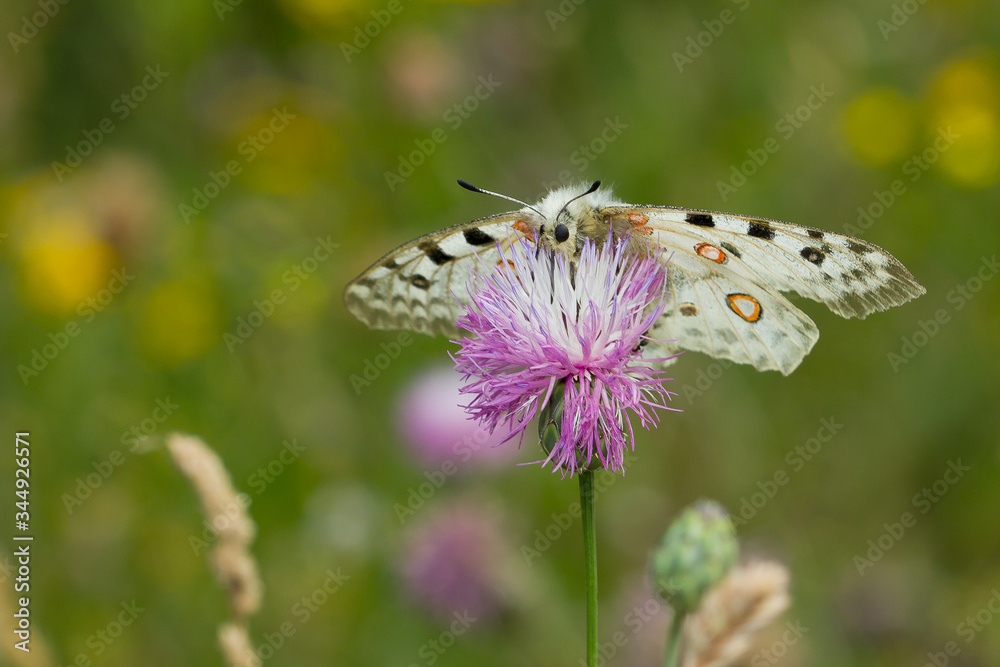 Mariposa apolo (Parnassius apollo),, mariposa blanca de alta montaña ...