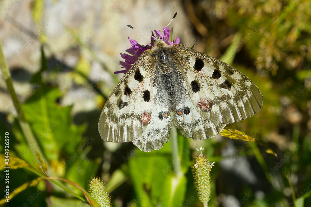 La Apolo (Parnassius apollo), mariposa blanca de montaña con las alas ...