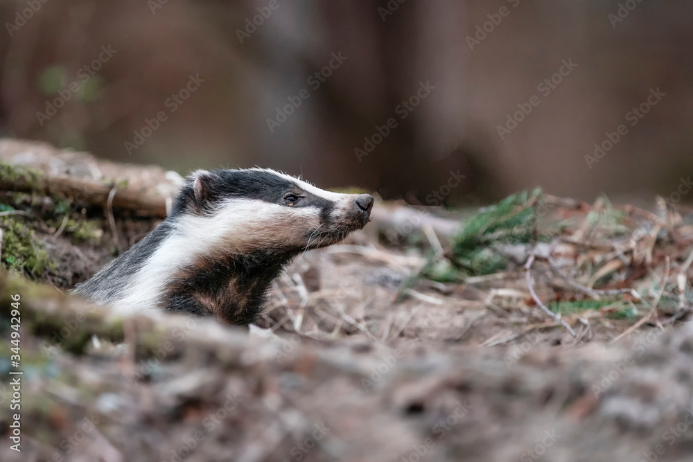 Foto de Badger, wild, native, Eurasian badger, scientific name: Meles ...