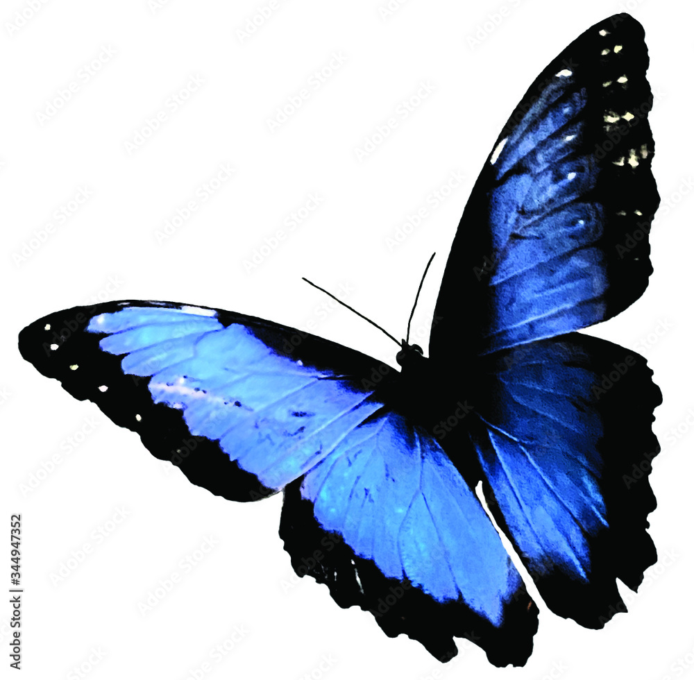 blue morpho (Morpho peleides) butterfly isolated on white background ...