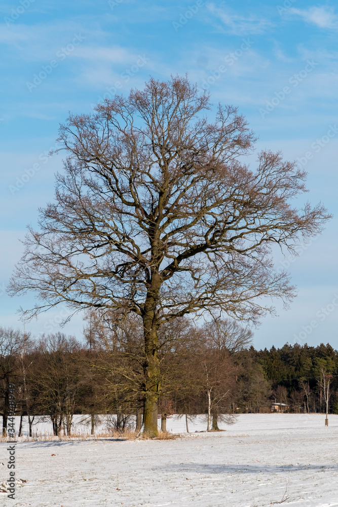 Quercus robur Habitus im Winter Stock Photo | Adobe Stock