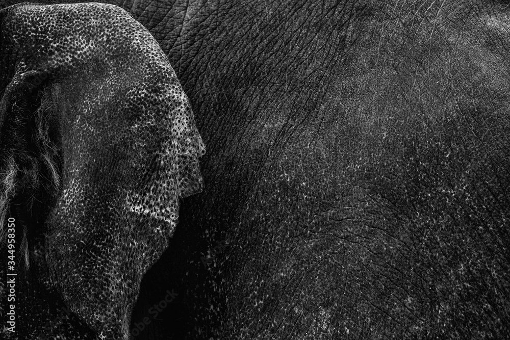 Elephant ears and skin Stock Photo | Adobe Stock