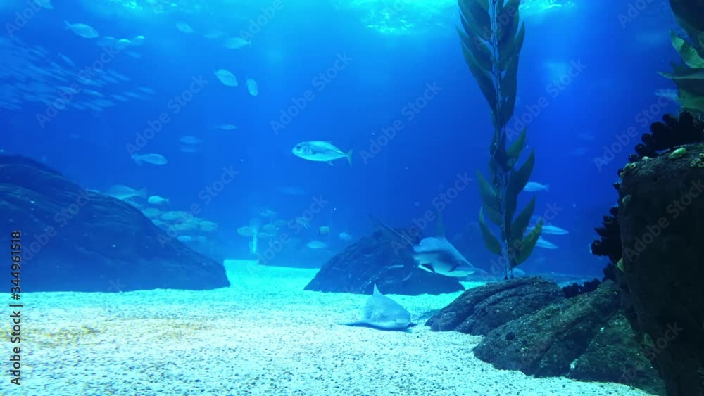 Underwater sea life - 4K video Stock Video | Adobe Stock