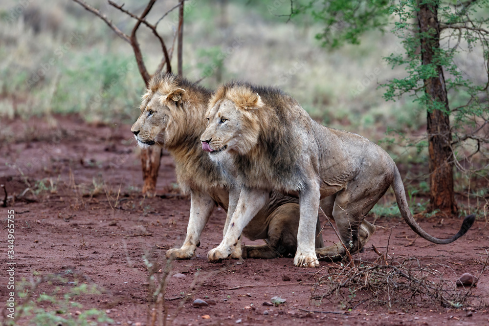 two lion males stand up simultaneously in a game reserve in south ...