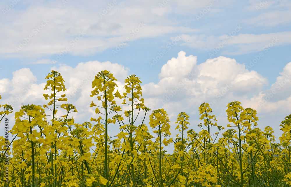 Wiosenne kwiaty rzepaku, olej Stock Photo | Adobe Stock