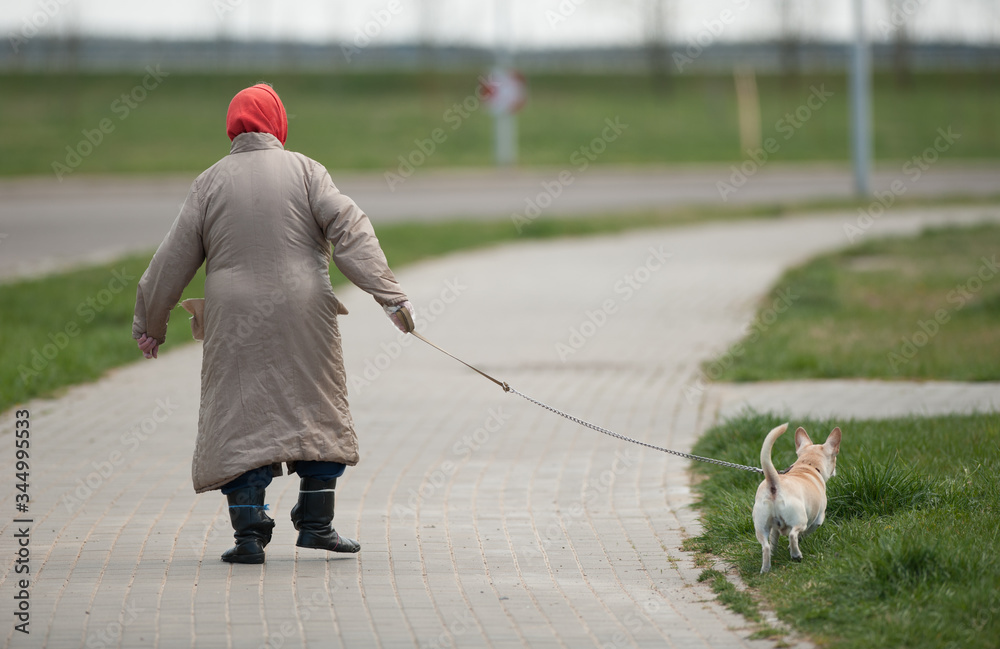 Funny old woman walks with a dog with a leash Stock Photo | Adobe Stock