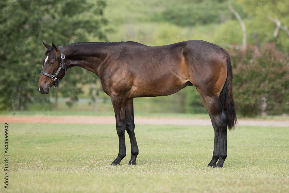 Yearling Quarter Horse