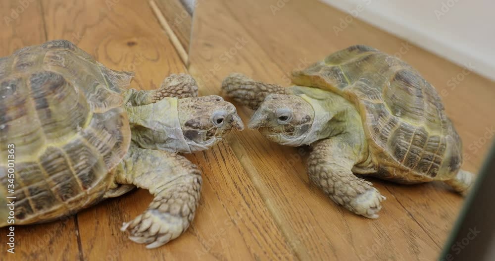 Mediterranean land turtle pet fighting with its reflection in the ...