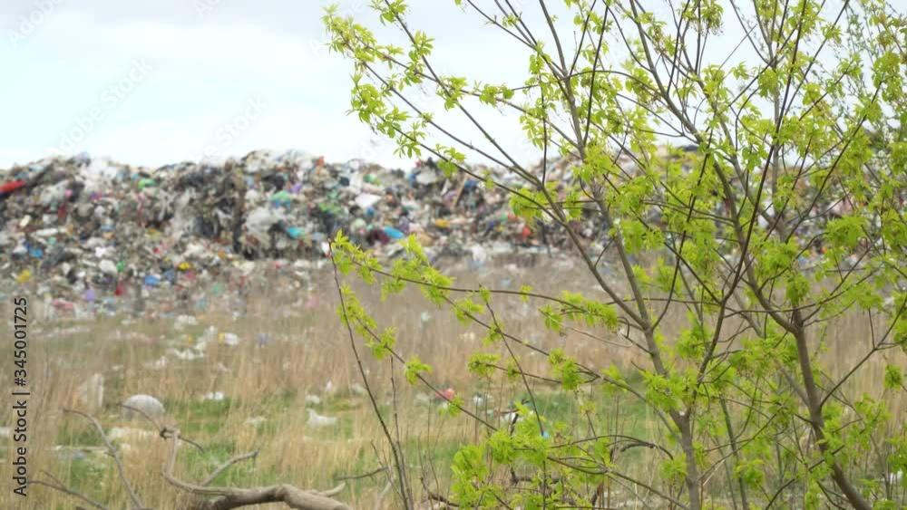 Green tree on the background of a garbage dump. The huge garbage dump ...