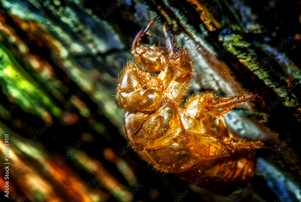 exoesqueleto de insecto Stock Photo | Adobe Stock