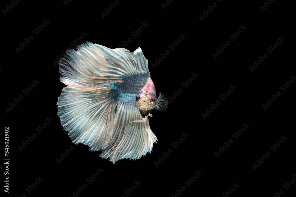 Blue body with white tail Betta Siamese fighting fish, betta splendens ...