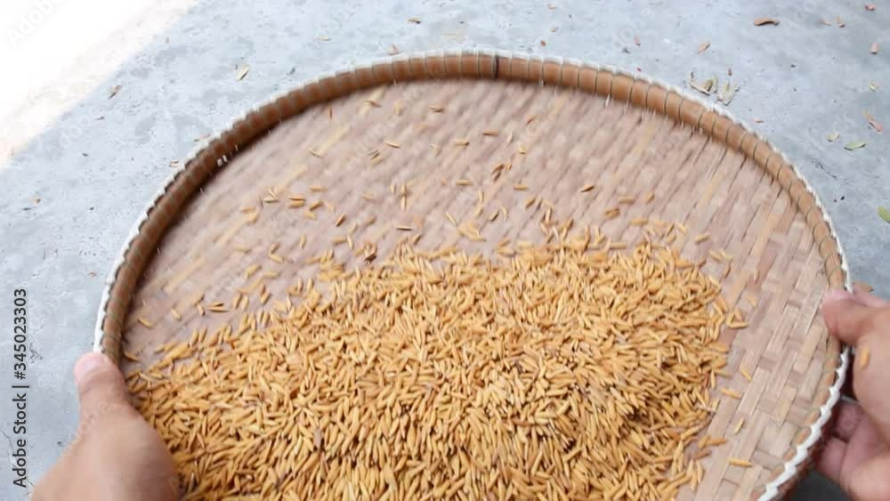 Hand carries dried rice paddy on threshing basket. Man hands pouring ...