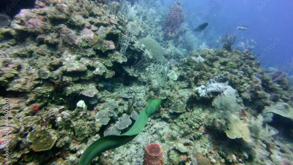 Slow motion shot of moray eel swimming over ocean floor, fish floating ...