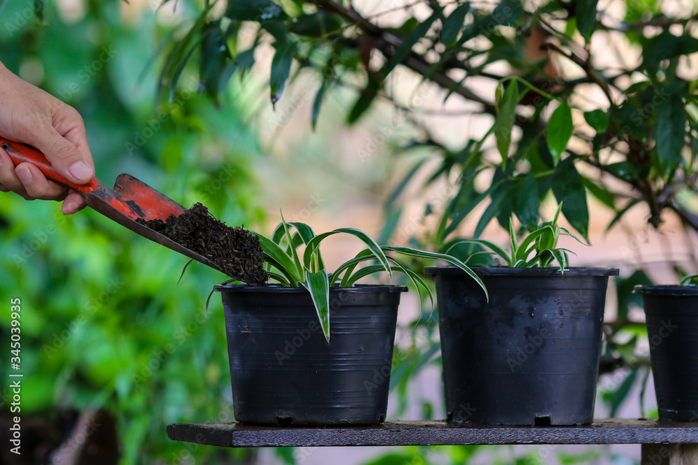 Soil pouring to green plant in black pot. Working from home with ...
