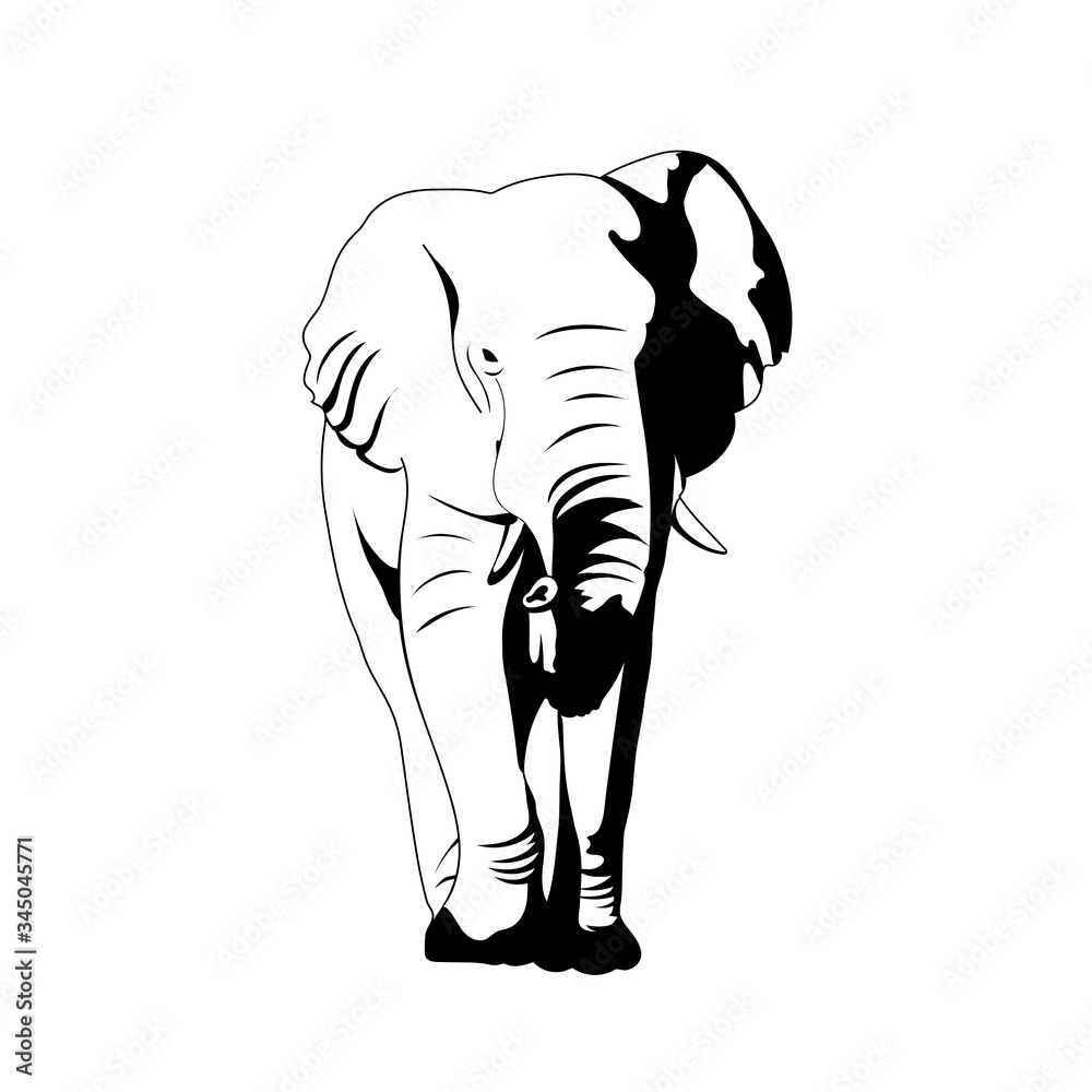 vector elephant. front view. illustration of realistic mammal. simple ...