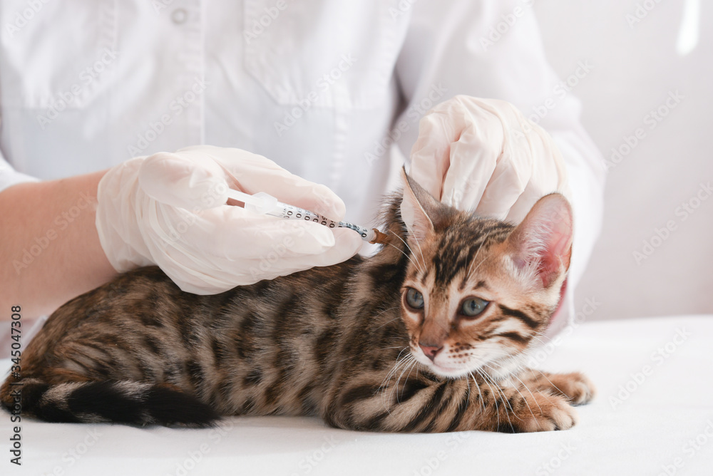 The veterinarian vaccinates the kitten. Subcutaneous injection ...