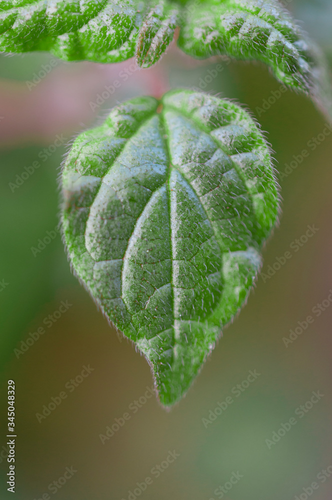 Macro shot of the leaf of a parietaria officinalis plant, known for its ...