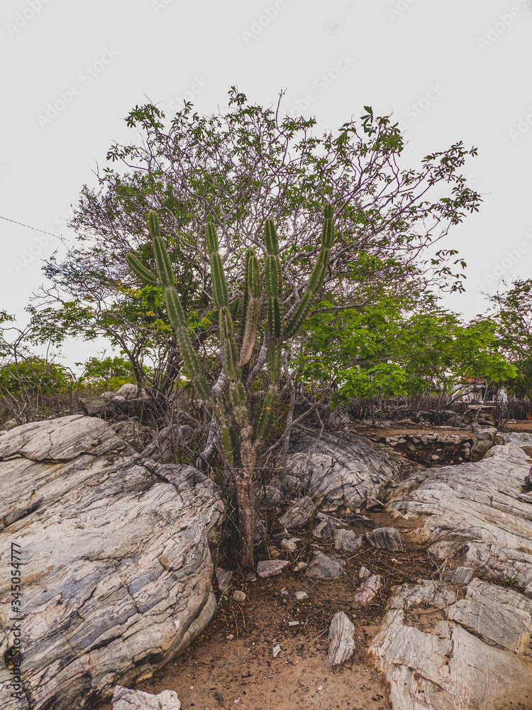 Imagem de uma região rural no sertão do cariri. Conta com a caatinga ...