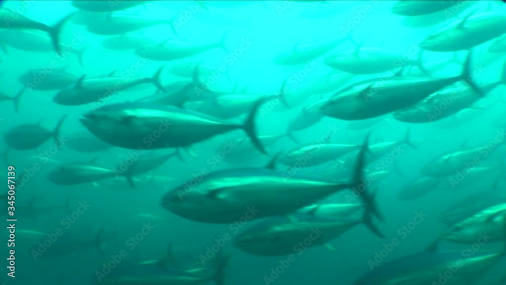 school of tuna fish underwater yellow fin blue fin wildlife ocean ...
