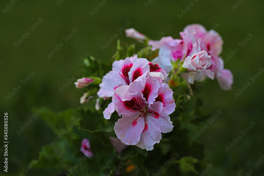 Canan flower, gazelle eye, geranium; Pelargonium domesticum Stock Photo ...