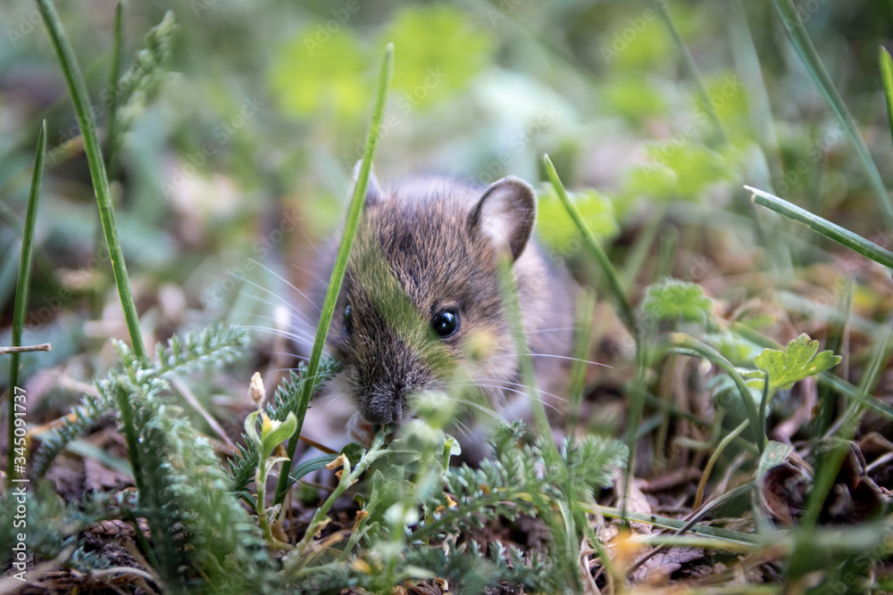 Niedliche kleine Waldmaus (Apodemus sylvaticus) ist eine wild lebende ...
