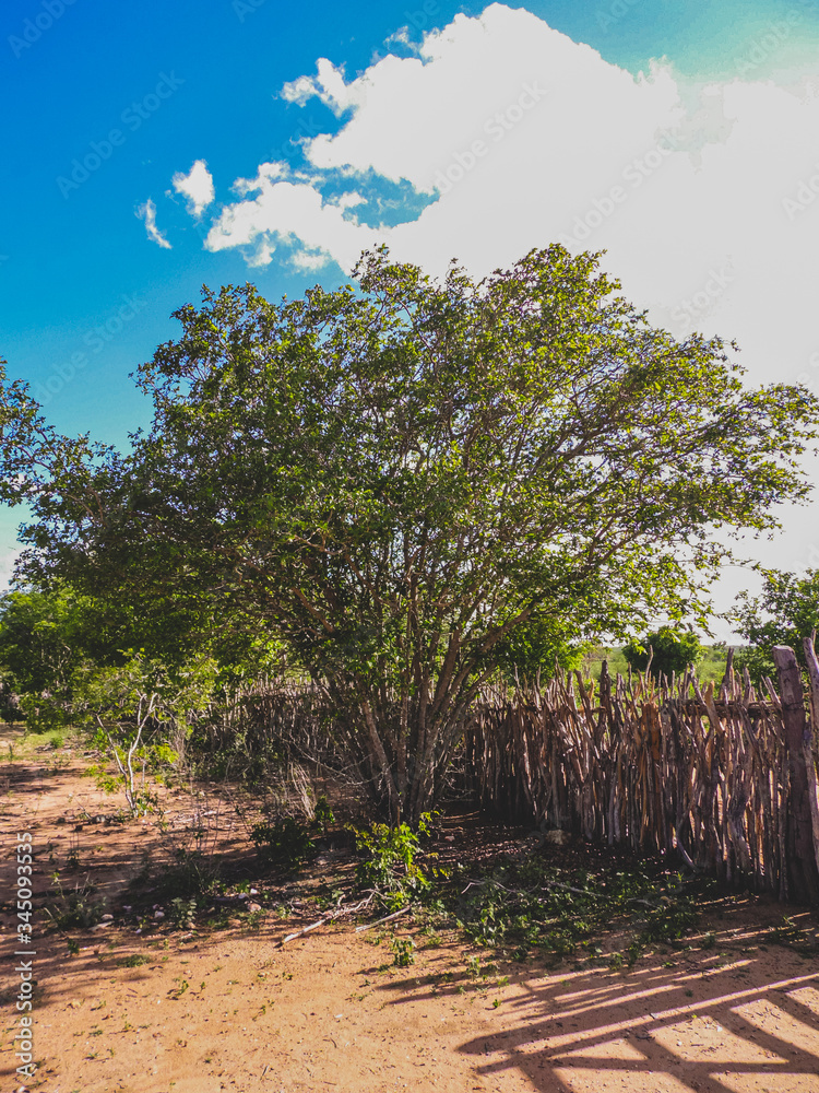 Imagem de uma região rural no sertão do cariri. Conta com a caatinga ...