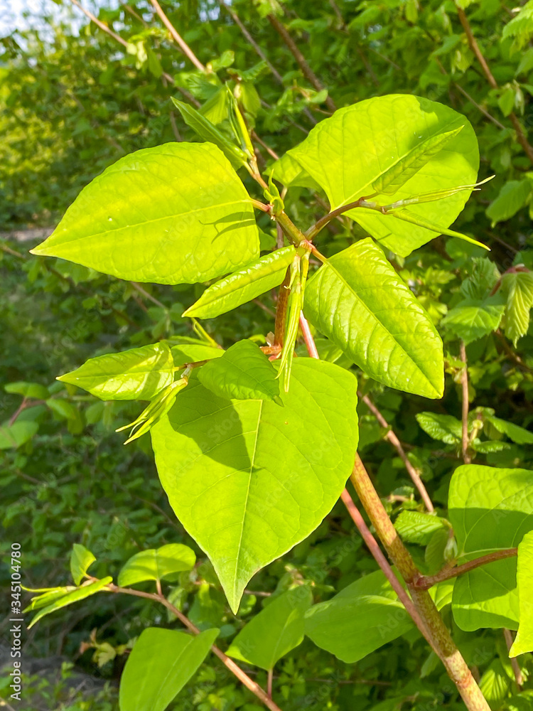 The fast-growing, invasive, plant Japanese Knotweed or 'Polygonum ...
