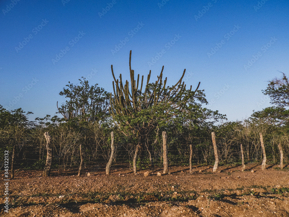 Imagem de uma região rural no sertão do cariri. Conta com a caatinga ...