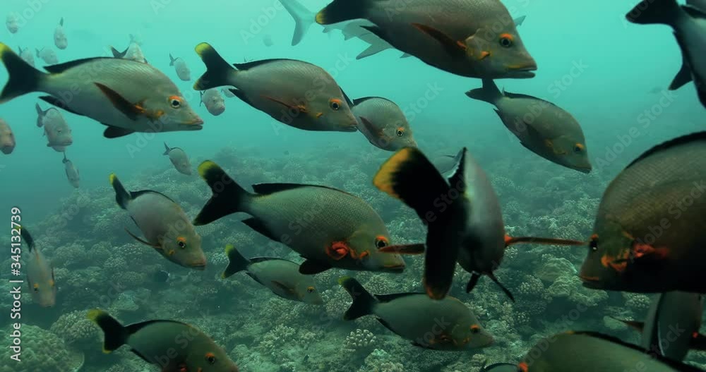 Underwater view of maori snapper fish swimming in the Pacific Ocean ...