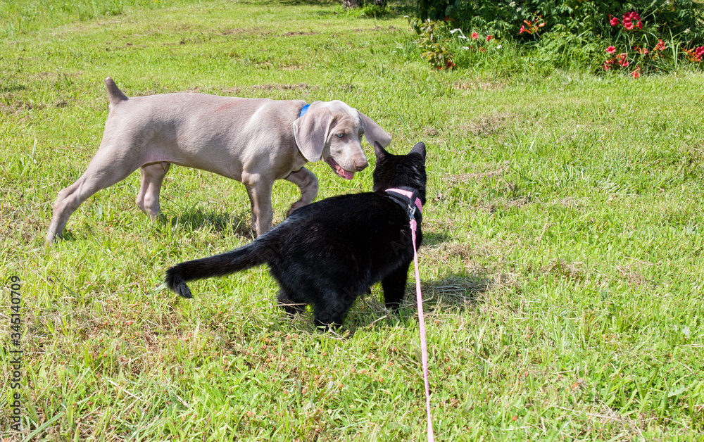 Black Weimaraner Puppies