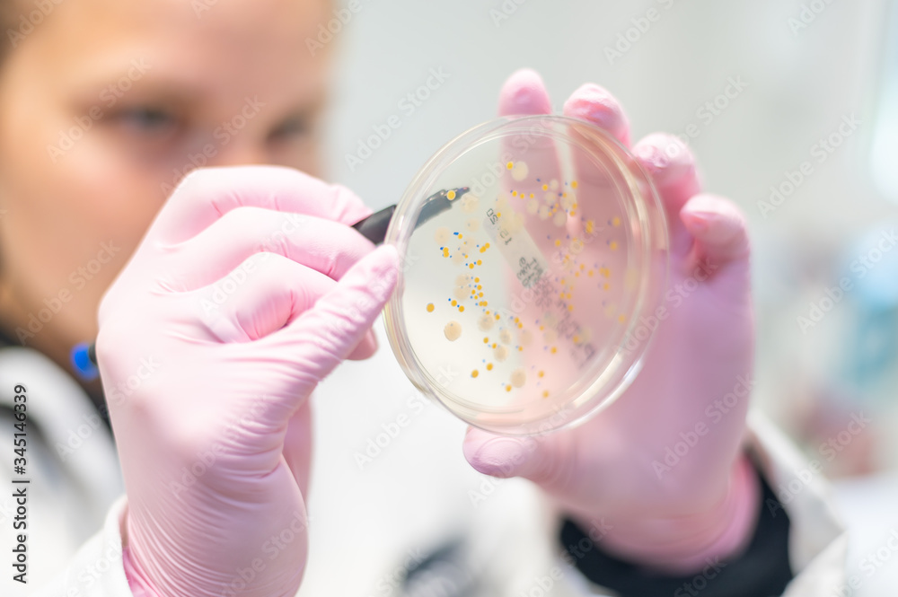 laboratory employee counts bacteria colonies on an agar plate in a ...