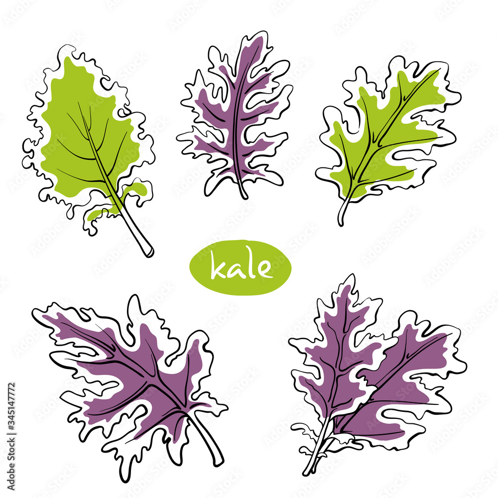 Kale salad leaves. Colorful line sketch collection of vegetables and ...