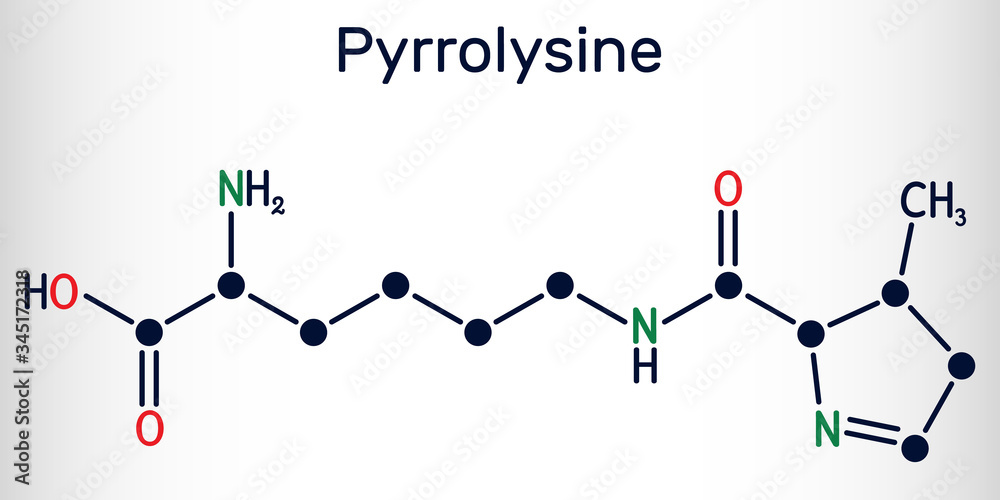 Pyrrolysine, l-pyrrolysine, Pyl, C12H21N3O3 molecule. It is amino acid ...