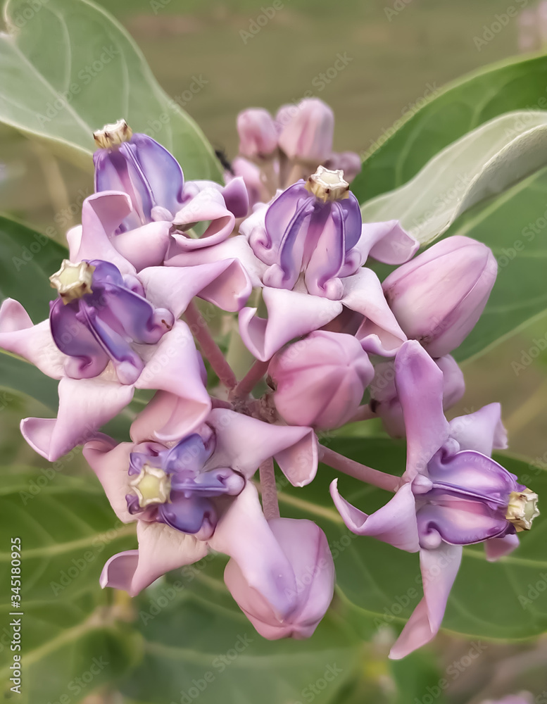 Beautiful purple color flower Of the shrub genus .This tree or flower ...
