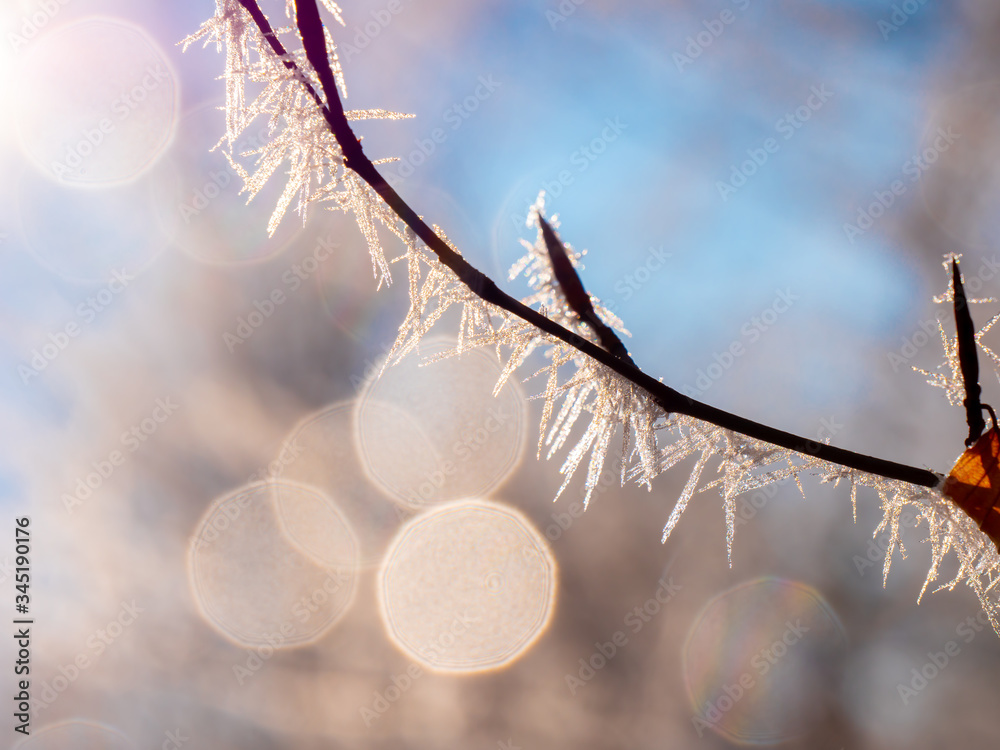 Frozen tree branch in winter forest. Frost needles icicles on the ...