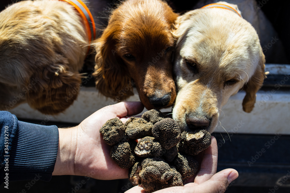 Are Truffles Okay For Dogs